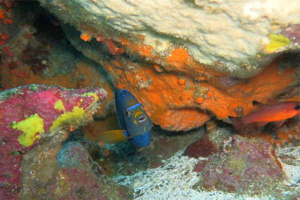 Scuba Dive Tour to Gordon Rocks | Galapagos a la Carte